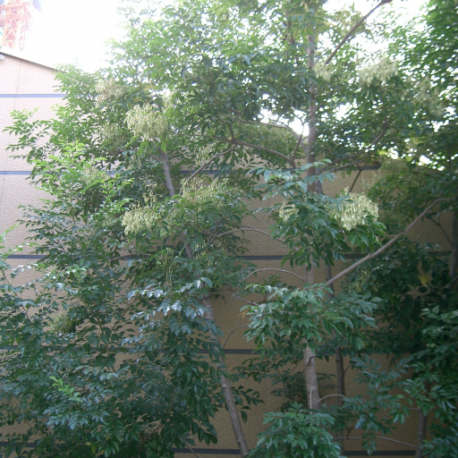 Griffith's Ash (Fraxinus Griffithii) Plant Care & How to Grow, Water