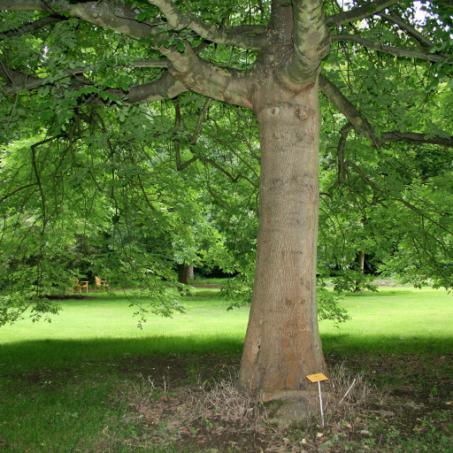 Oregon Ash (Fraxinus Latifolia) Plant Care & How to Grow, Water