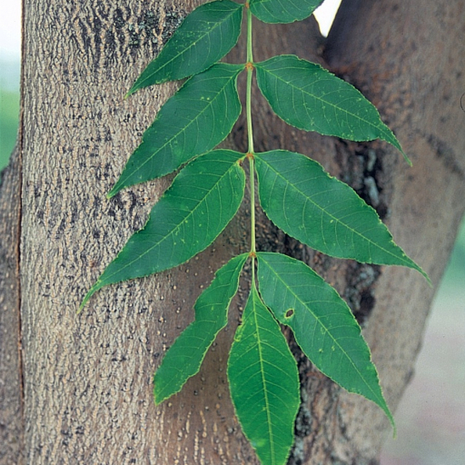Manchurian Ash (Fraxinus Mandshurica) Plant Care & How to Grow, Water