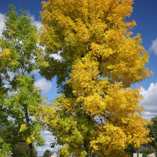 Green Ash (Fraxinus Pennsylvanica) Plant Care & How to Grow, Water