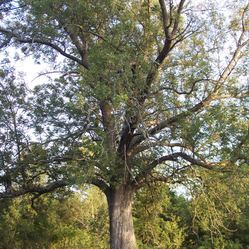 Blue Ash (Fraxinus Quadrangulata) Plant Care & How to Grow, Water