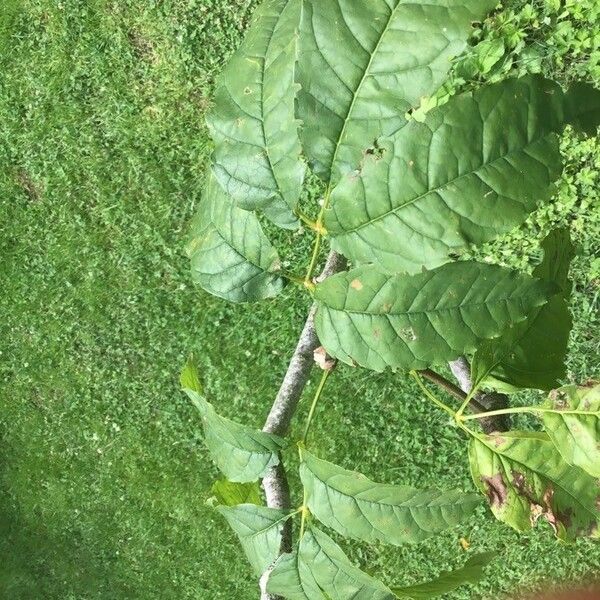 Fraxinus Stylosa Plant Care & How to Grow, Water