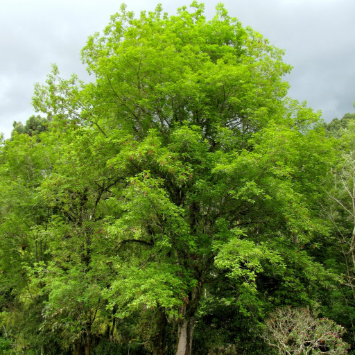 Shamel Ash (Fraxinus Uhdei) Plant Care & How to Grow, Water