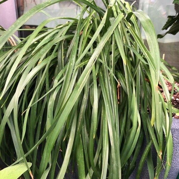 Common Freesia (Freesia Corymbosa) Plant Care & How to Grow, Water