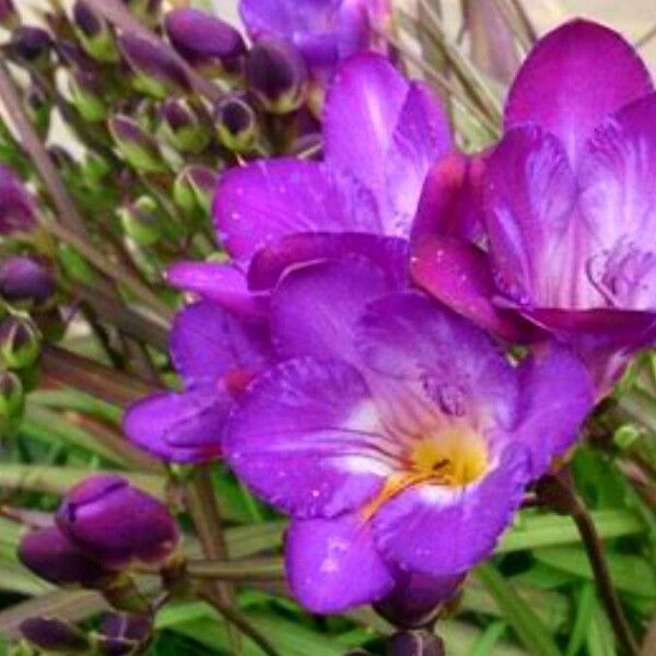 Freesia (Freesia × Kewensis) Plant Care & How to Grow, Water