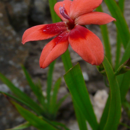 Flowering Grass (Freesia Laxa) Plant Care & How to Grow, Water