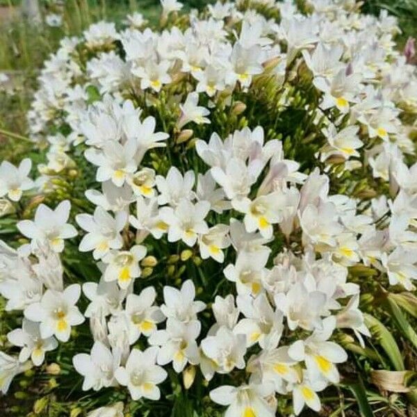 White Freesia (Freesia Leichtlinii) Plant Care & How to Grow, Water