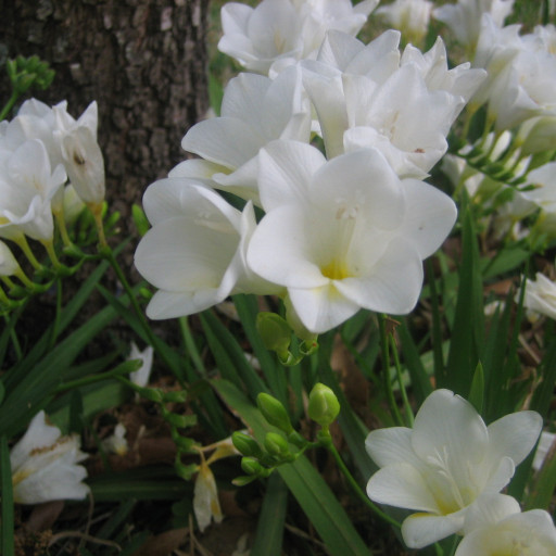 Freesia Hybrid (Freesia X Hybrida) Plant Care & How to Grow, Water