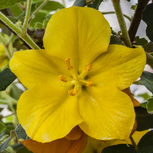 Flannel Bush (Fremontodendron Californicum) Plant Care & How to Grow, Water