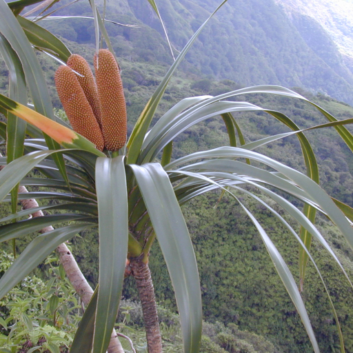 'ie'ie (Freycinetia Arborea) Plant Care & How to Grow, Water