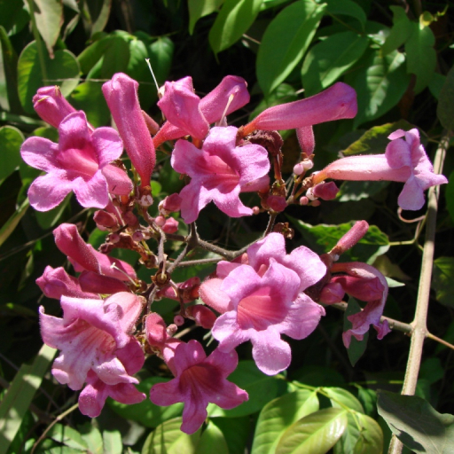 Cricketvine (Fridericia Chica) Plant Care & How to Grow, Water