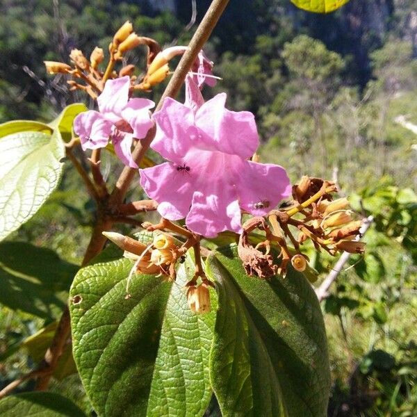 Fridericia Cinnamomea Plant Care & How to Grow, Water