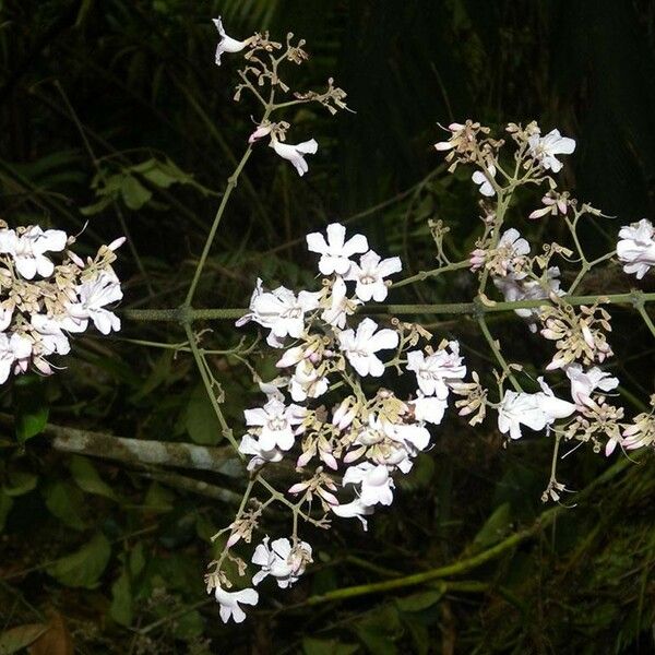 Fridericia Florida Plant Care & How to Grow, Water