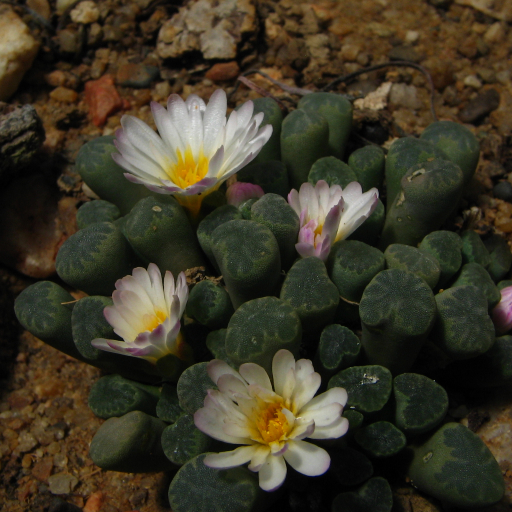 Frithia Humilis Plant Care & How to Grow, Water