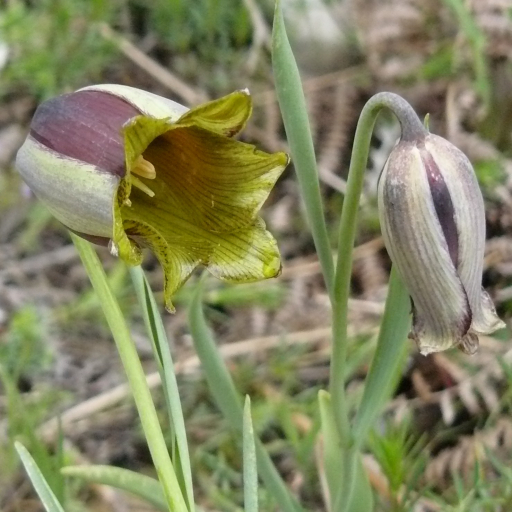 Pointed-Petal Fritillary (Fritillaria Acmopetala) Plant Care & How to ...