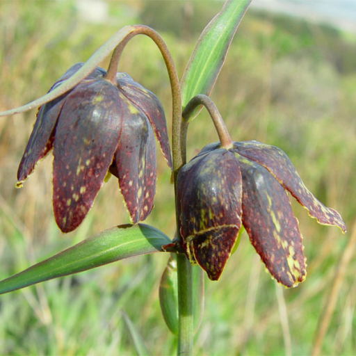 Chocolate Lily (Fritillaria Affinis) Plant Care & How to Grow, Water
