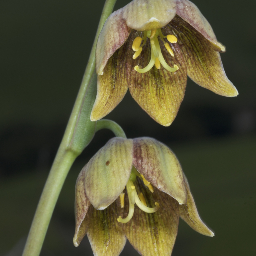 Stink Bells (Fritillaria Agrestis) Plant Care & How to Grow, Water