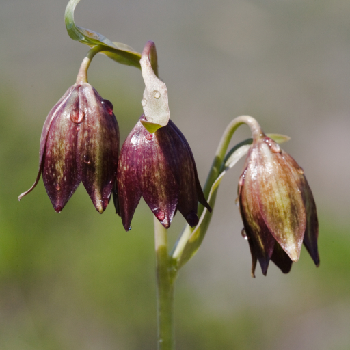 Chocolate Lily (Fritillaria Biflora) Plant Care & How to Grow, Water