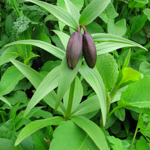 Kamchatka Fritillary (Fritillaria Camschatcensis) Plant Care & How to ...