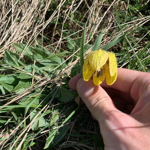 Yellow Fritillary (Fritillaria Collina) Plant Care & How to Grow, Water