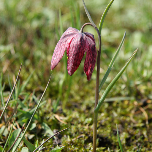 Snake's Head Fritillary (Fritillaria Meleagris) Plant Care & How to ...