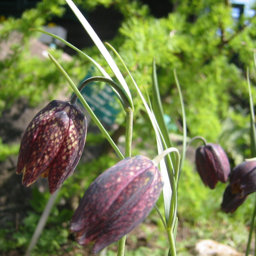 Mountain Fritillary (Fritillaria Montana) Plant Care & How to Grow, Water