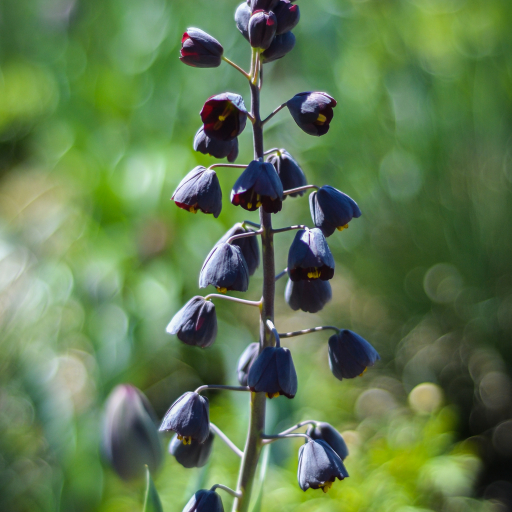 Persian Fritillary (Fritillaria Persica) Plant Care & How to Grow, Water