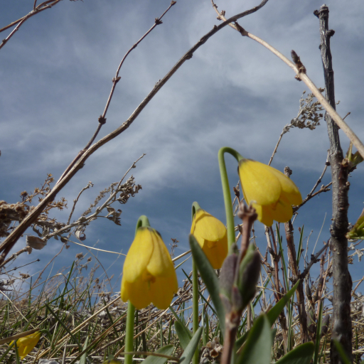 Yellow Fritillary (Fritillaria Pudica) Plant Care & How to Grow, Water