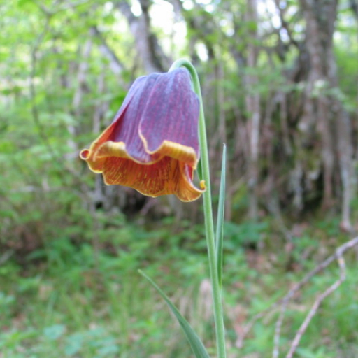 Pyrenean Snake's-Head (Fritillaria Pyrenaica) Plant Care & How to Grow ...