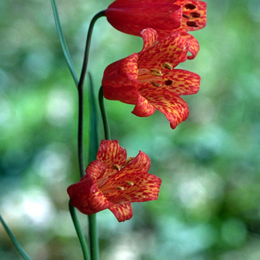 Scarlet Fritillary (Fritillaria Recurva) Plant Care & How to Grow, Water