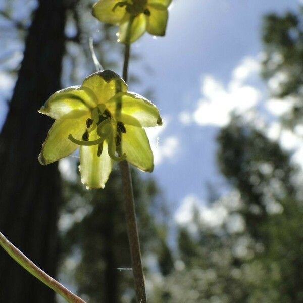 San Benito Fritillary (Fritillaria Viridea) Plant Care & How to Grow, Water