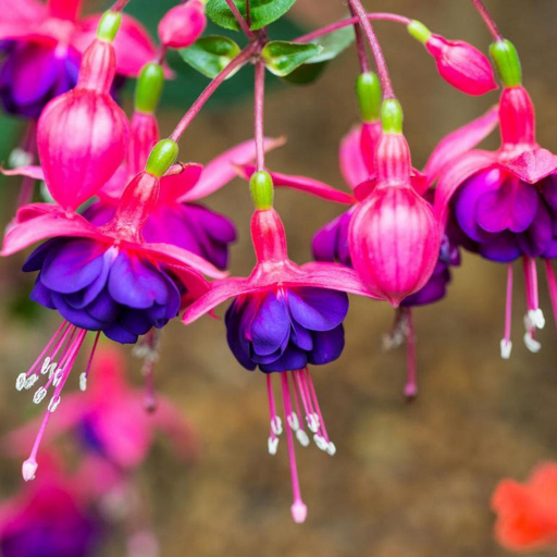 Fuchsia (Fuchsia × Hybrida) Plant Care & How to Grow, Water