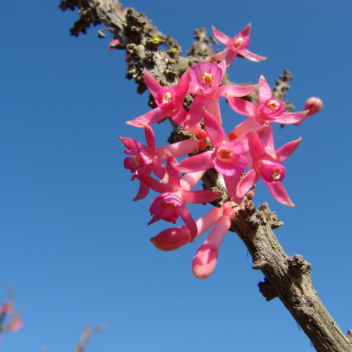 Box-Thorn Fuchsia (Fuchsia Lycioides) Plant Care & How to Grow, Water