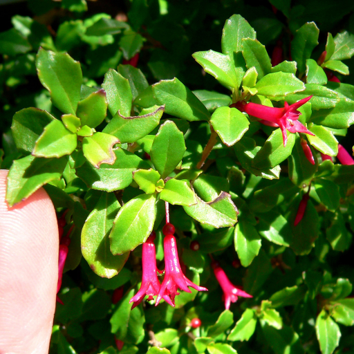 Small Leaved Fuschia (Fuchsia Microphylla) Plant Care & How to Grow, Water