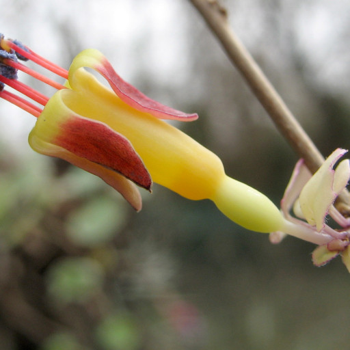 Creeping Fuchsia (Fuchsia Procumbens) Plant Care & How to Grow, Water