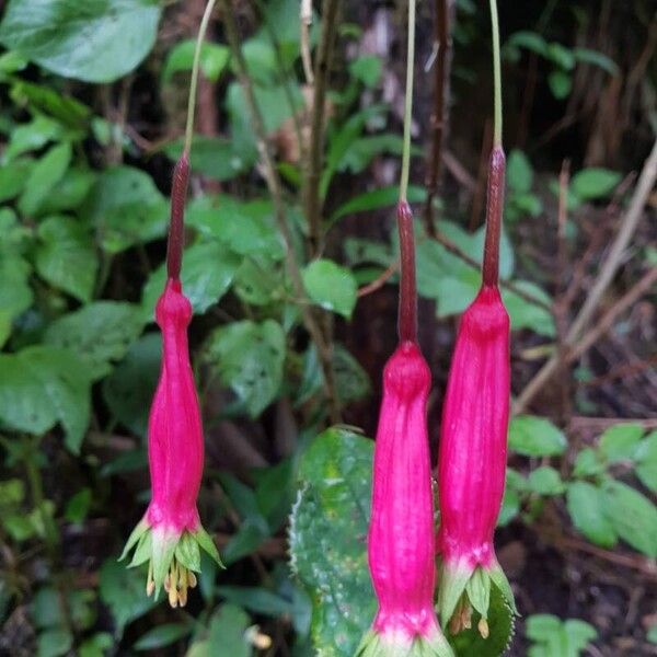 Splendid Fuchsia (Fuchsia Splendens) Care Guide: Water, Soil ...