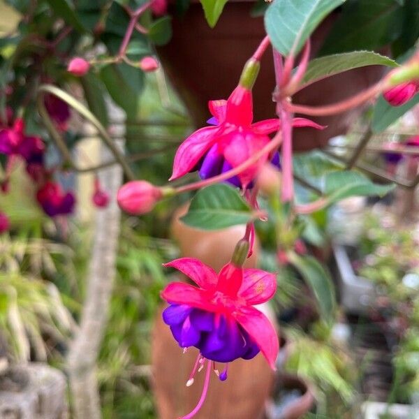 Fuchsia (Fuchsia × Standishii) Care Guide: Water, Soil & Propagation ...