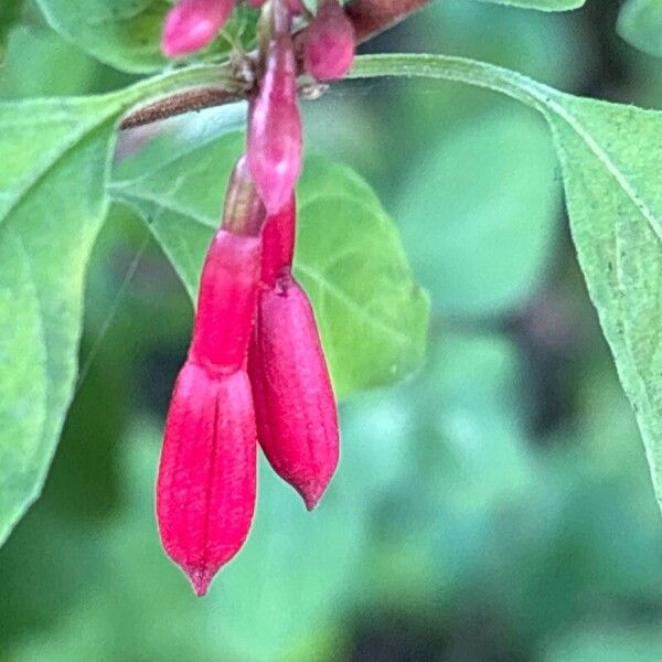 Thyme Leafed Fuchsia (Fuchsia Thymifolia) Plant Care & How to Grow, Water