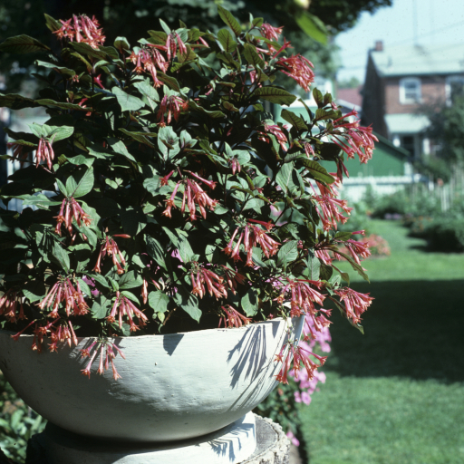 Honeysuckle Fuschia (Fuchsia Triphylla) Care Guide: Water, Soil ...