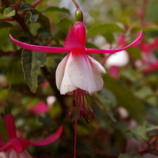 Fuchsia X Hybrida Plant Care & How to Grow, Water