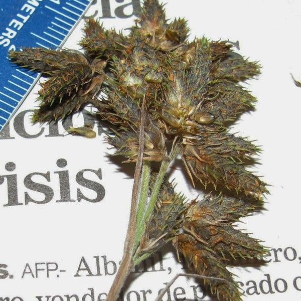 Fuirena Incompleta Plant Care & How to Grow, Water