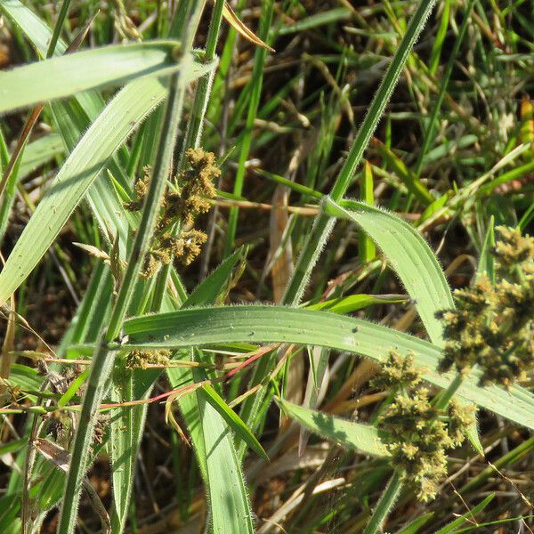 Hairy Sedge (Fuirena Pubescens) Plant Care & How to Grow, Water