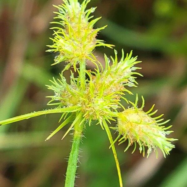 Dwarf Umbrella-sedge (Fuirena Pumila) Plant Care & How to Grow, Water