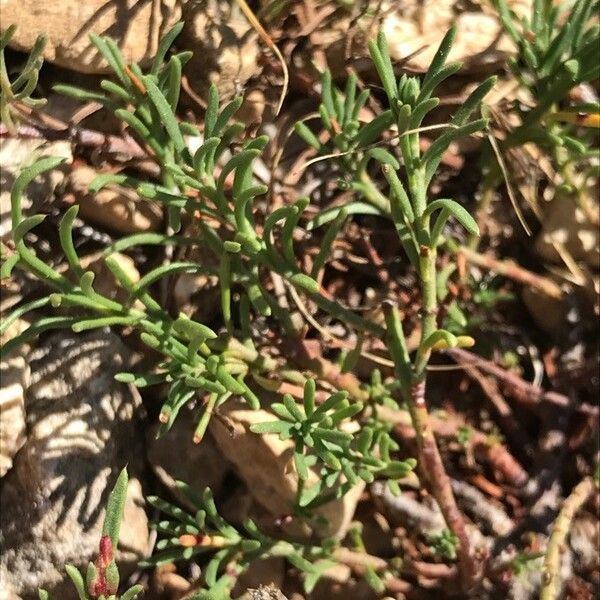 Common Fumana (Fumana Procumbens) Plant Care & How to Grow, Water