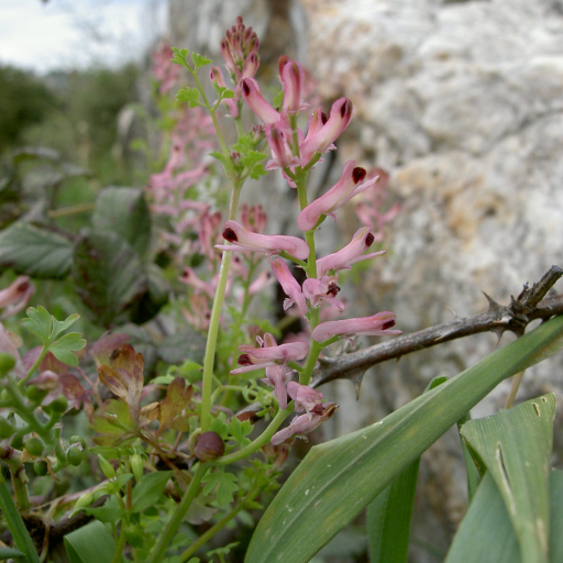 Tall Ramping Fumitory (Fumaria Bastardii) Plant Care & How to Grow, Water