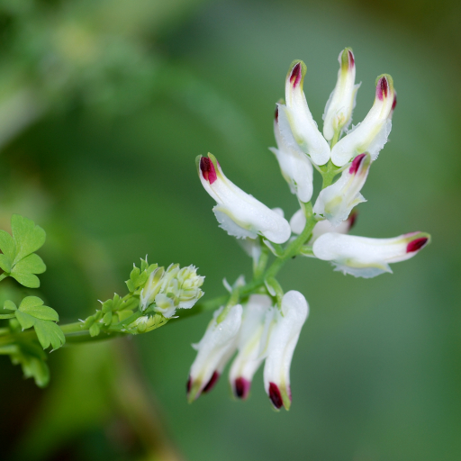 Mayten Tree (Maytenus Boaria) Plant Care & How to Grow, Water
