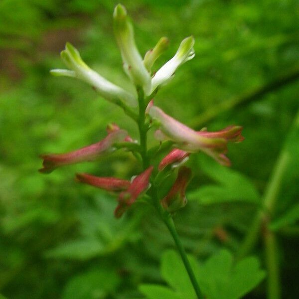 Fumaria Coccinea Plant Care & How to Grow, Water