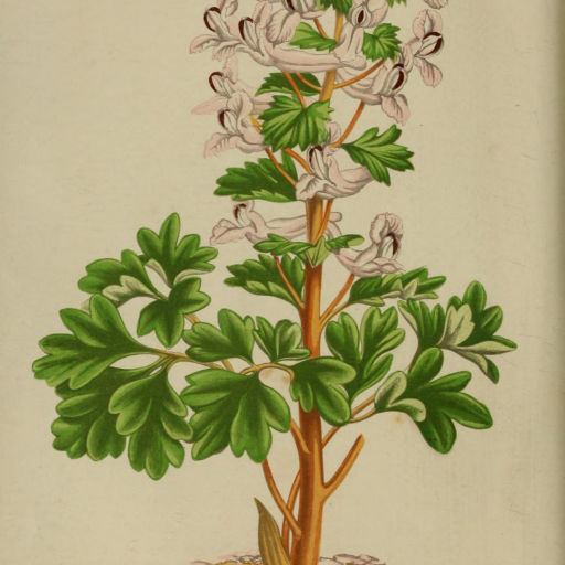 Dense Flowered Fumitory (Fumaria Densiflora) Plant Care & How to Grow ...