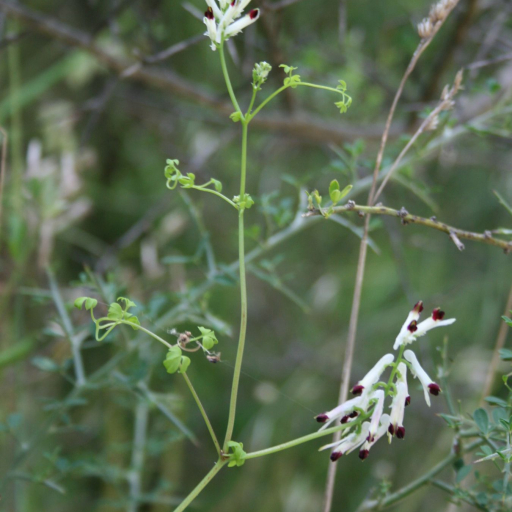 Southern Ramping-Fumitory (Fumaria Flabellata) Plant Care & How to Grow ...