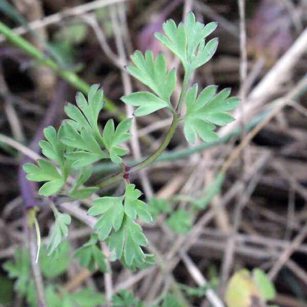 Fumaria Gaillardotii Plant Care & How to Grow, Water